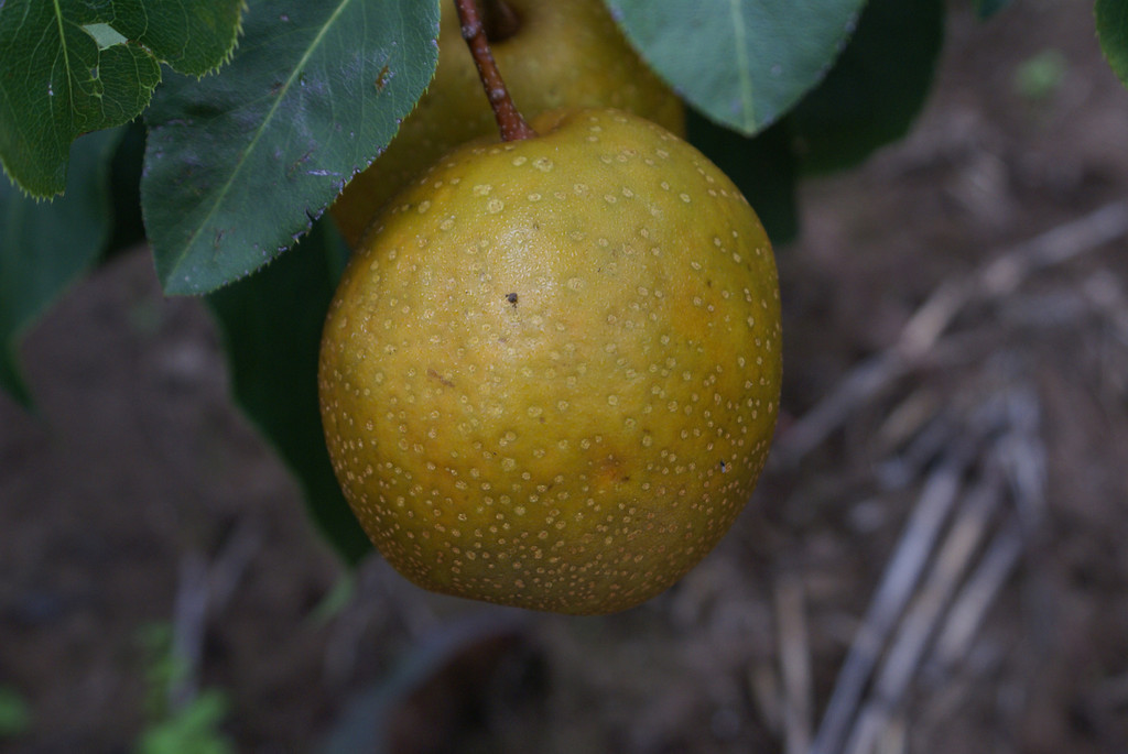 SeuriDSC00466-XL | Western Cascade Fruit Society